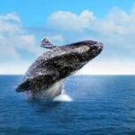 Cabo Whale Watching Tour: 2 Hours at Arch & Lovers Beach - The Itinerary: What to Expect