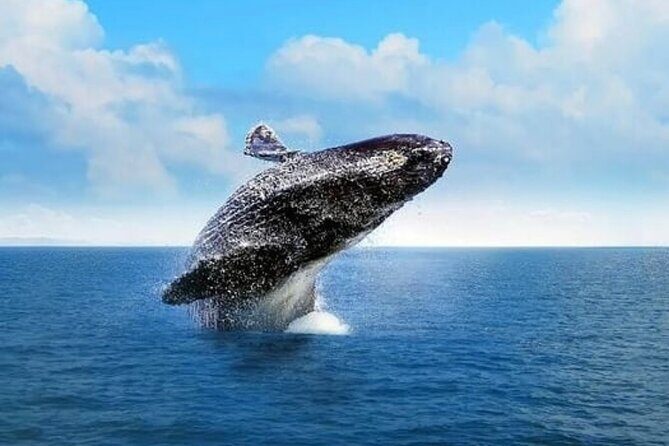 Cabo Whale Watching Tour: 2 Hours at Arch & Lovers Beach - The Itinerary: What to Expect