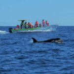 Cabo: Whale-Whatching Boat Trip w/ All-Women Crew and Photos - The Itinerary in Detail