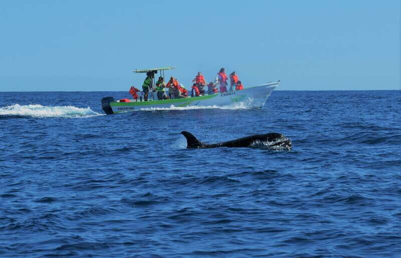 Cabo: Whale-Whatching Boat Trip w/ All-Women Crew and Photos - The Itinerary in Detail