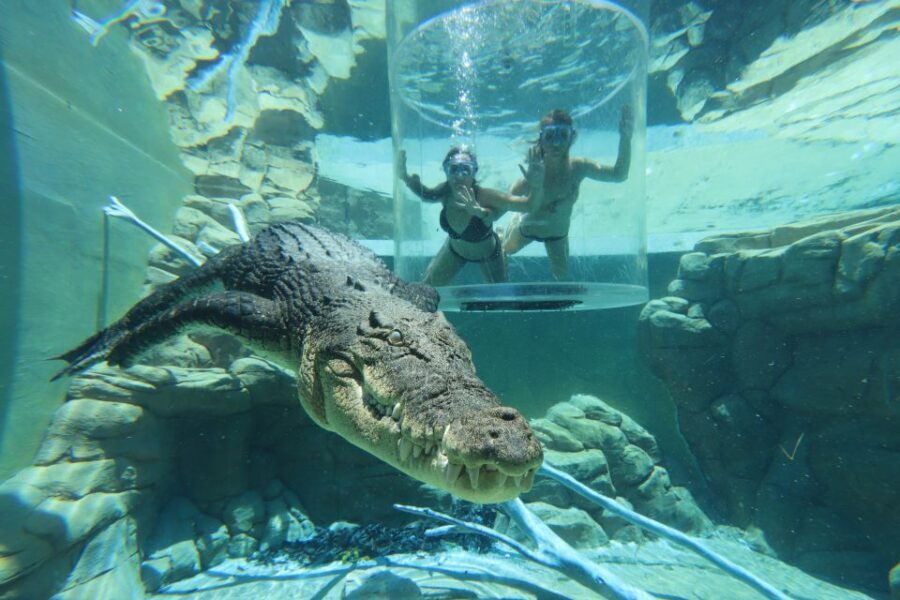 "Cage Of Death" Crocodile Swim and Entry to Crocosaurus Cove - Who Will Love This Tour?