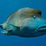 Cairns: 2-Day Great Barrier Reef Dive and Snorkel Boat Trip - Practical Tips for Your Reef Adventure
