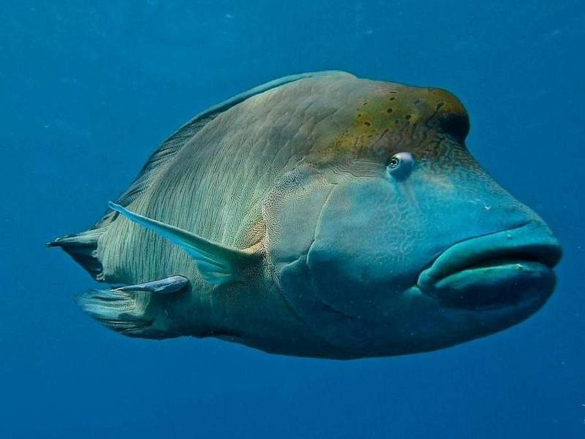 Cairns: 2-Day Great Barrier Reef Dive and Snorkel Boat Trip - Practical Tips for Your Reef Adventure
