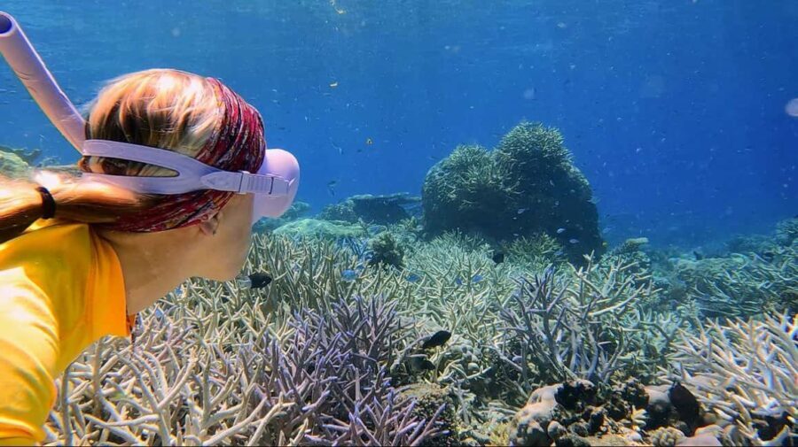 Cairns: All-Inclusive Great Barrier Reef Half-Day Snorkeling - The Vessel and Comfort