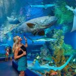 Cairns Aquarium Admission Ticket - Visitors’ Experiences and Authentic Opinions