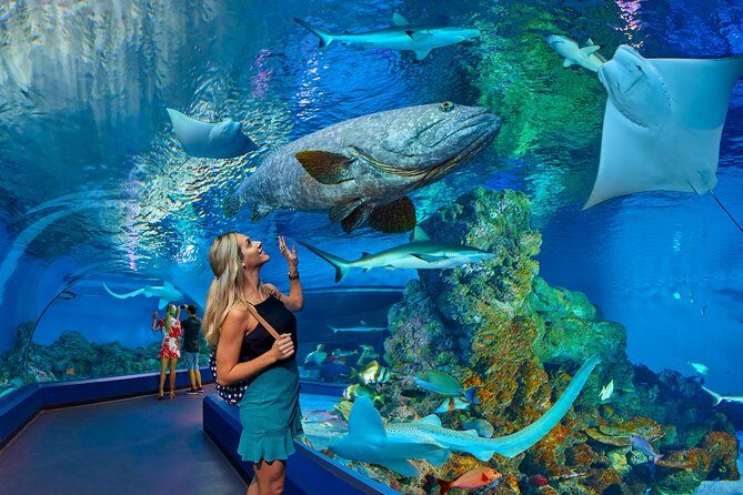 Cairns Aquarium Admission Ticket - Visitors’ Experiences and Authentic Opinions