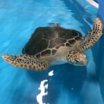 Cairns Aquarium and small group City Sightseeing Tour - A Practical Breakdown: What Youll Experience