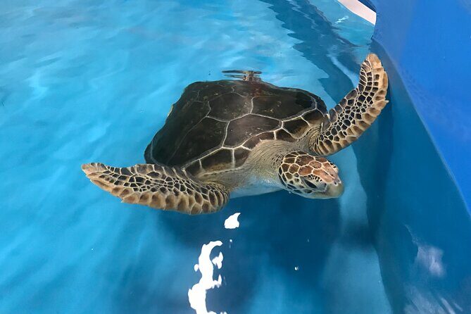 Cairns Aquarium and small group City Sightseeing Tour - A Practical Breakdown: What Youll Experience