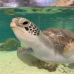 Cairns: Aquarium Entry Ticket and Turtle Rehabilitation Tour - Key Points in Brief