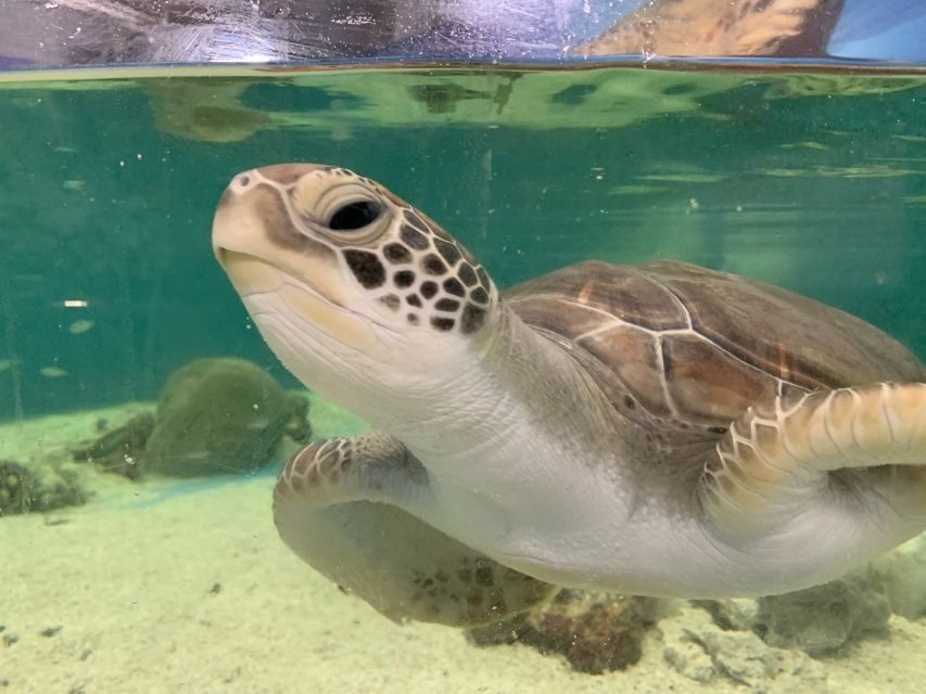 Cairns: Aquarium Entry Ticket and Turtle Rehabilitation Tour - Key Points in Brief