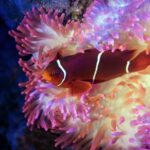 Cairns: Aquarium Guided Twilight Tour with 3-Course Dinner - The Guided Experience: Depth, Personal Touch, and Learning