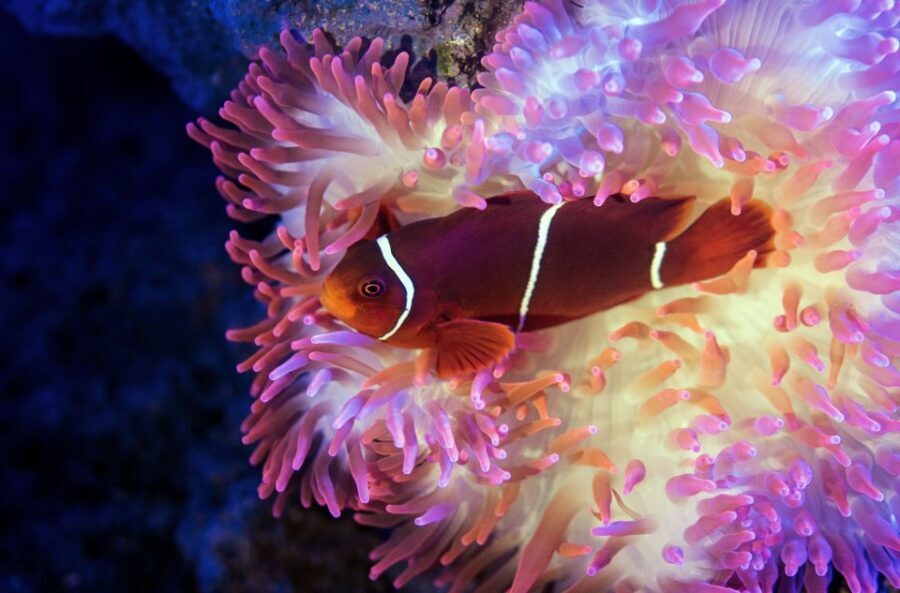 Cairns: Aquarium Guided Twilight Tour with 3-Course Dinner - The Guided Experience: Depth, Personal Touch, and Learning
