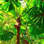 Cairns: Daintree, Mossman Gorge, & Cape Tribulation Day Trip - The Transport and Group Experience