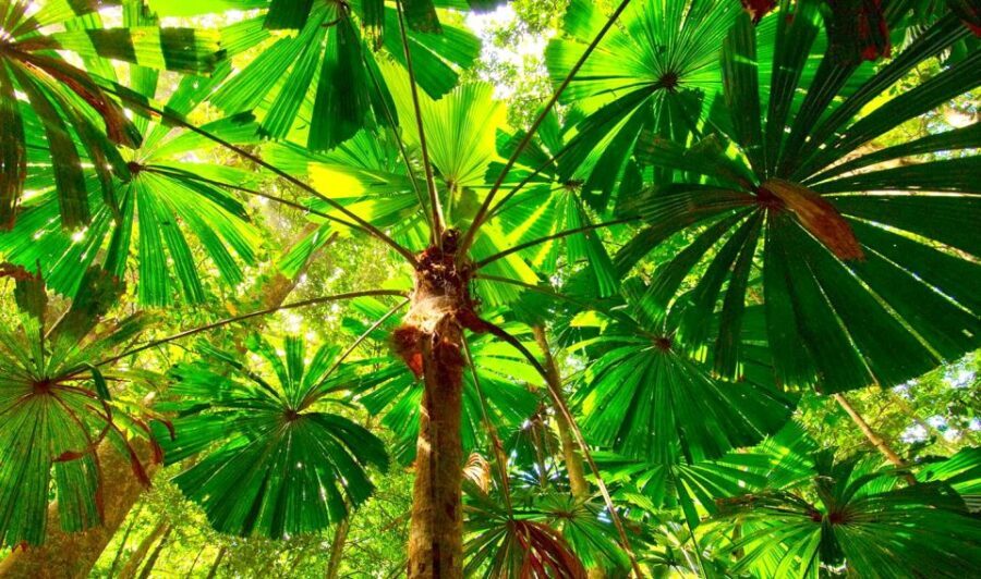 Cairns: Daintree, Mossman Gorge, & Cape Tribulation Day Trip - The Transport and Group Experience