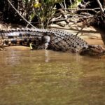 Cairns: Daintree Rainforest Wildlife Experience Cruise - What Makes This Tour Stand Out?