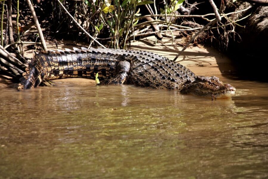 Cairns: Daintree Rainforest Wildlife Experience Cruise - What Makes This Tour Stand Out?