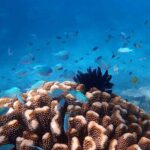 Cairns: Enjoy Dunk Island | Small Group | Outer Reef Snorkel - Value and Practical Considerations