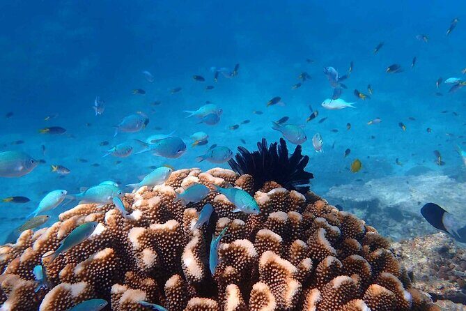 Cairns: Enjoy Dunk Island | Small Group | Outer Reef Snorkel - Value and Practical Considerations