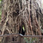 Cairns: Forest and Waterfalls Half-Day 4WD Guided Adventure - What It Means for You