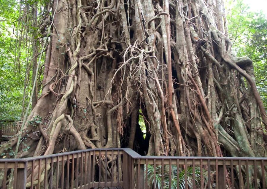 Cairns: Forest and Waterfalls Half-Day 4WD Guided Adventure - What It Means for You