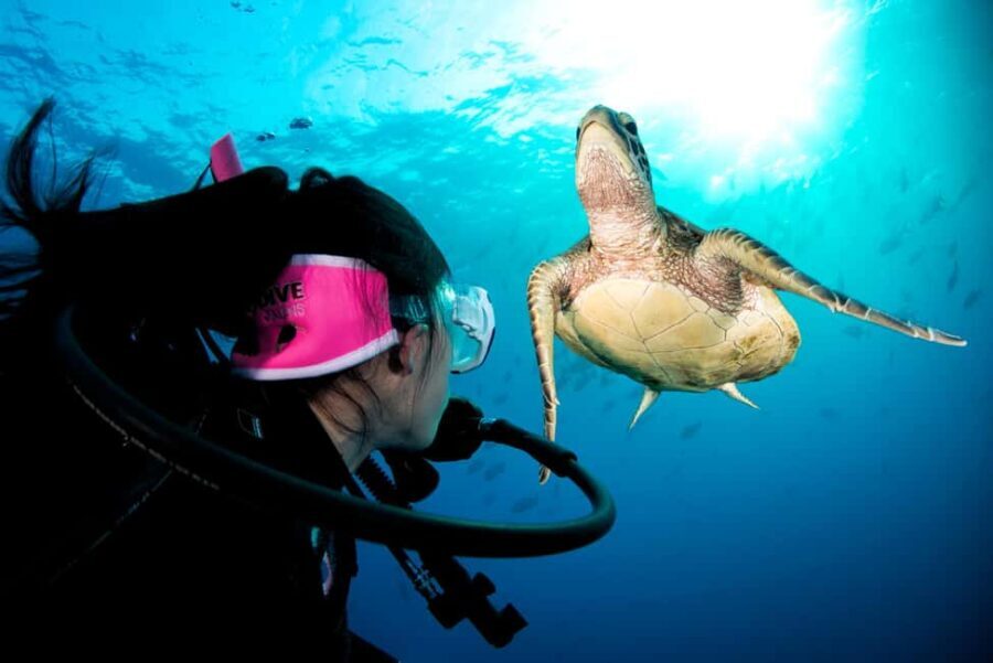 Cairns: Great Barrier Reef 5 Day Learn to Dive Course - The Itinerary: From Classroom to Coral Wonderland