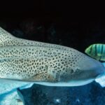Cairns: Guided Twilight Tour of the Aquarium - Who Will Love This Tour?