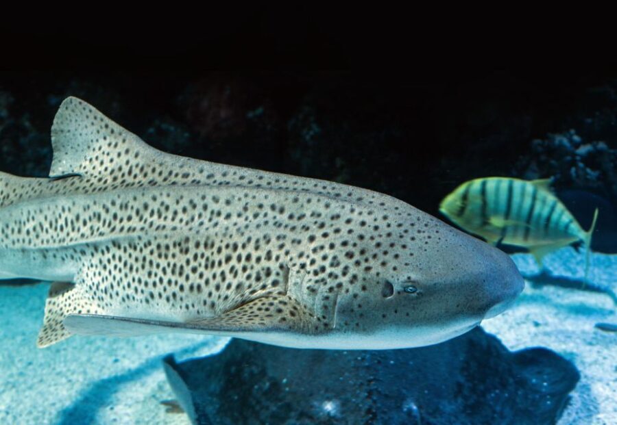 Cairns: Guided Twilight Tour of the Aquarium - Who Will Love This Tour?