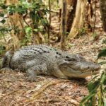 Cairns: Hartley's Crocodile Adventures Visit with Transfer - What Makes This Tour Stand Out