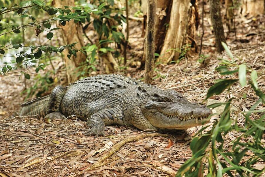 Cairns: Hartley's Crocodile Adventures Visit with Transfer - What Makes This Tour Stand Out