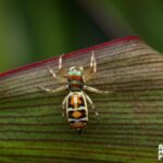 Cairns: Insect Photography Tour of Cairns Botanic Gardens - Detailed Breakdown of the Tour Experience