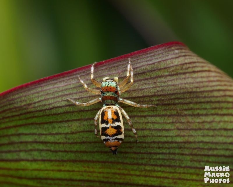 Cairns: Insect Photography Tour of Cairns Botanic Gardens - Detailed Breakdown of the Tour Experience