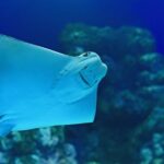 Cairns: Marine Life Encounter - An Authentic Close-Up with Marine Life at Cairns Aquarium