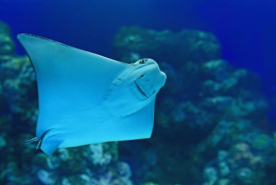 Cairns: Marine Life Encounter - An Authentic Close-Up with Marine Life at Cairns Aquarium