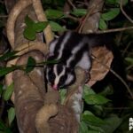 Cairns: Night Walk in Cairns Botanic Gardens - What to Expect on Your Night Walk