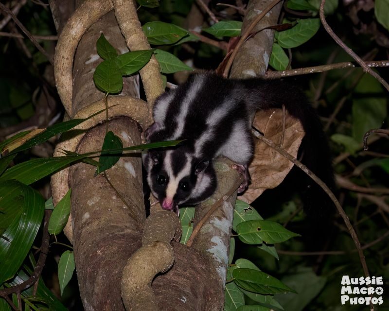 Cairns: Night Walk in Cairns Botanic Gardens - What to Expect on Your Night Walk