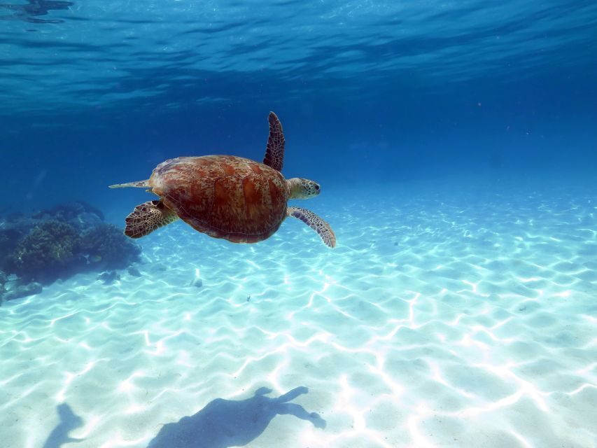 Cairns: Ocean Spirit Great Barrier Reef Full Day Tour - What the Reviews Reveal