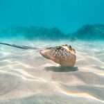 Cairns: Outer and Coral Cay Snorkel and Dive Cruise - Who Will Love This Tour?