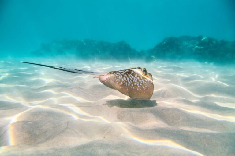 Cairns: Outer and Coral Cay Snorkel and Dive Cruise - Who Will Love This Tour?