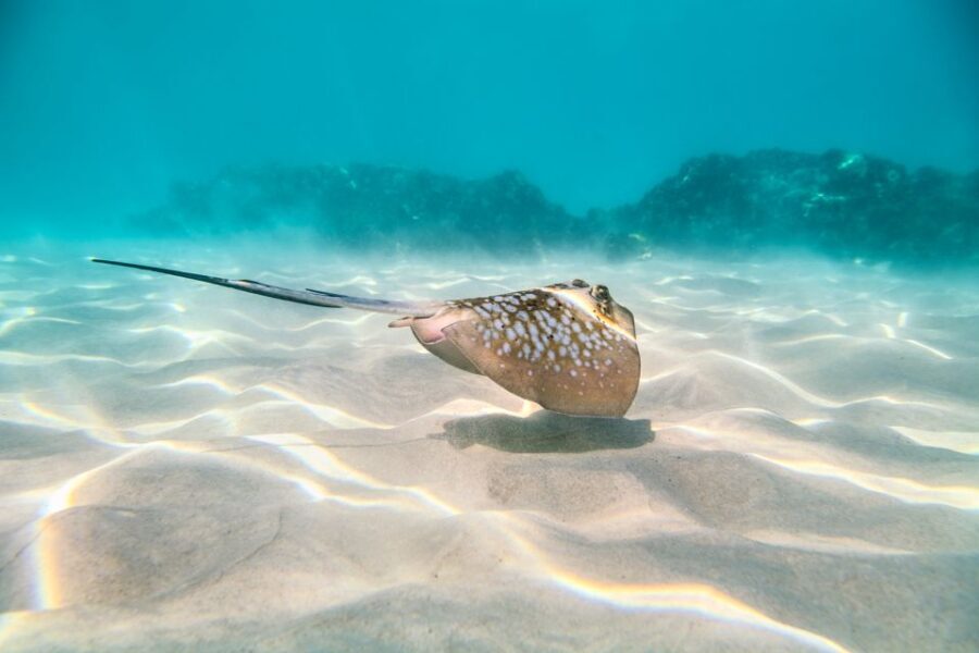Cairns: Outer and Coral Cay Snorkel and Dive Cruise - Who Will Love This Tour?