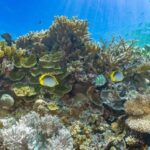 Cairns: Outer Great Barrier Reef Pontoon with Activities - Key Points