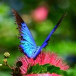 Cairns: Paronella, Lake Barrine & Millaa Millaa Falls Tour - Key Points