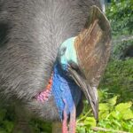 Cairns: Paronella Park Rainforest Full-Day Tour with Dinner - Who Will Love This Tour?