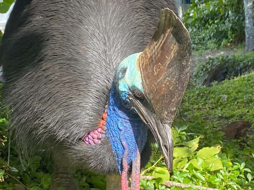 Cairns: Paronella Park Rainforest Full-Day Tour with Dinner - Who Will Love This Tour?