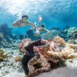 Cairns: Silverswift 3 Great Barrier Reef Sites in 1 Day - Key Points