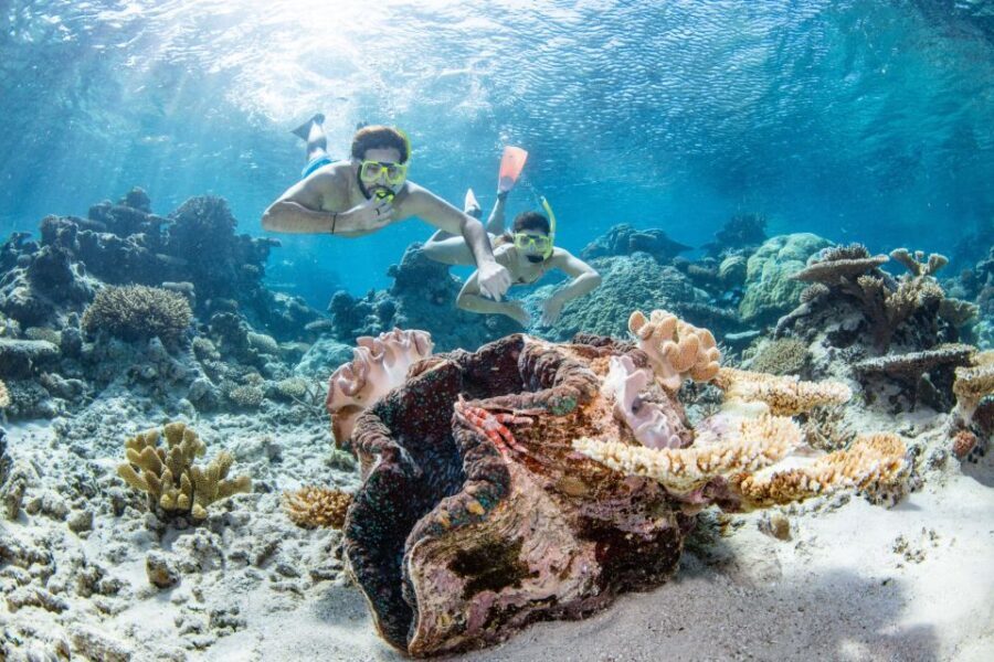 Cairns: Silverswift 3 Great Barrier Reef Sites in 1 Day - Key Points
