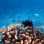 Cairns: Small Group | Outer Great Barrier Reef Snorkel & Dunk Is. - An In-Depth Look at the Tour