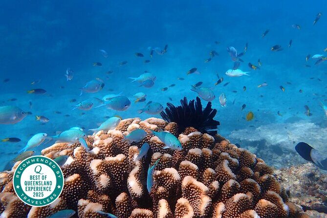 Cairns: Small Group | Outer Great Barrier Reef Snorkel & Dunk Is. - An In-Depth Look at the Tour