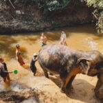 Cambodia Elephant Sanctuary and Banteay Srey Temple Tour - A Detailed Breakdown of the Itinerary