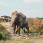 Cambodia Elephant Sanctuary Include Hotel Transfer Roundtrip - What the Tour Includes and How it Works
