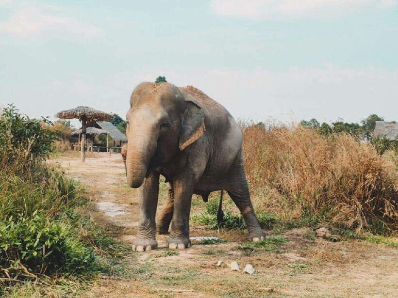 Cambodia Elephant Sanctuary Include Hotel Transfer Roundtrip - What the Tour Includes and How it Works